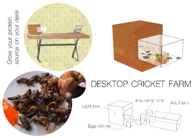 Desktop Cricket Farm